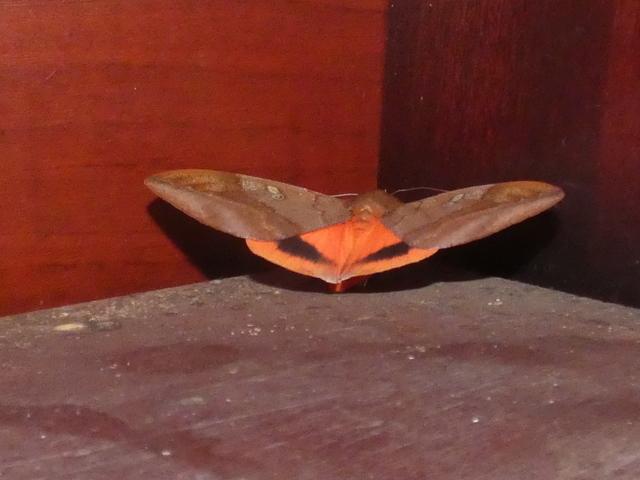 Thyas from Vientiane, Laos on July 5, 2024 at 05:42 AM by Louis Saayman ...