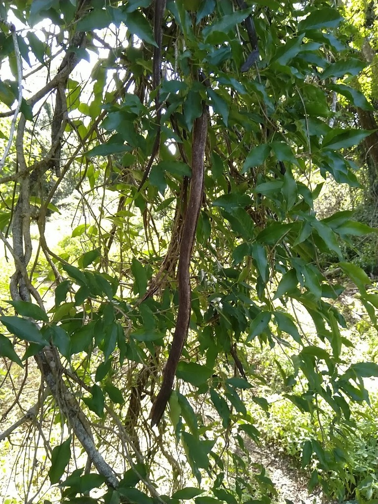 Catclaw vine from Boompa QLD 4621, Australia on May 25, 2019 at 02:35 ...