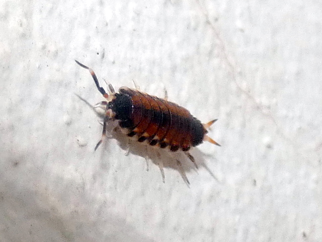 Agnara from Vientiane, Laos on July 5, 2024 at 05:59 AM by Louis ...