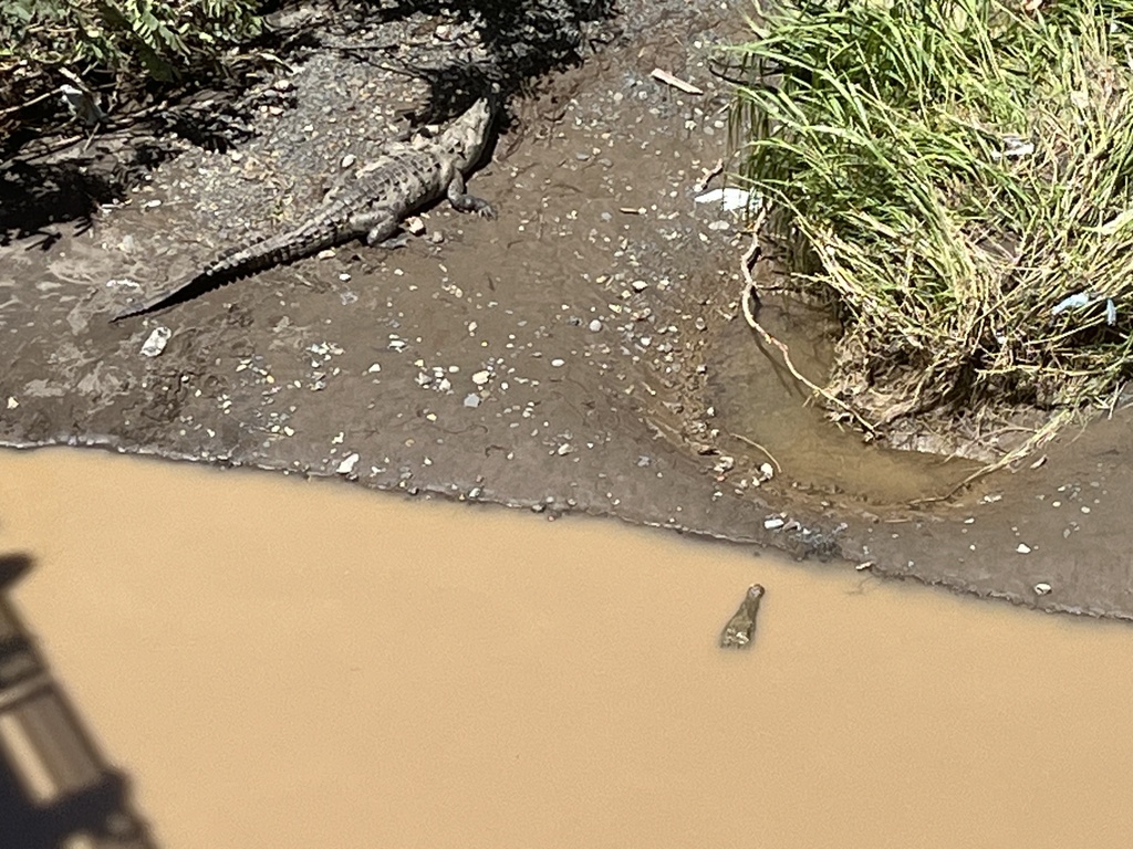 American Crocodile in July 2024 by Matthew. Lifer · iNaturalist
