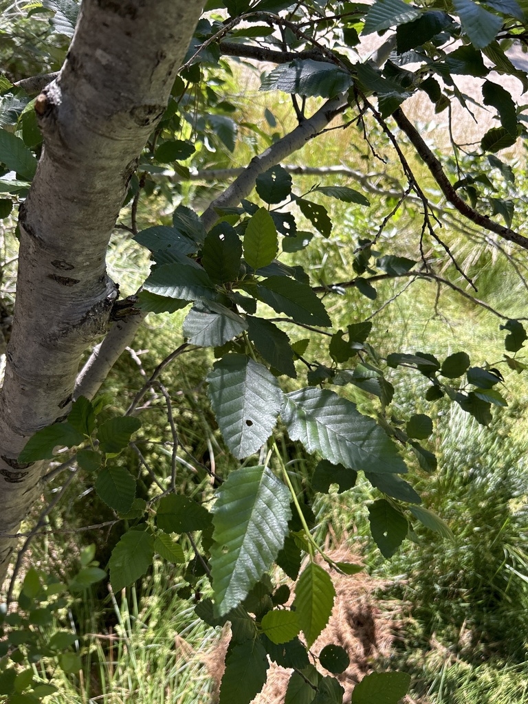 Arizona alder from Pima County, US-AZ, US on July 4, 2024 at 09:21 AM ...