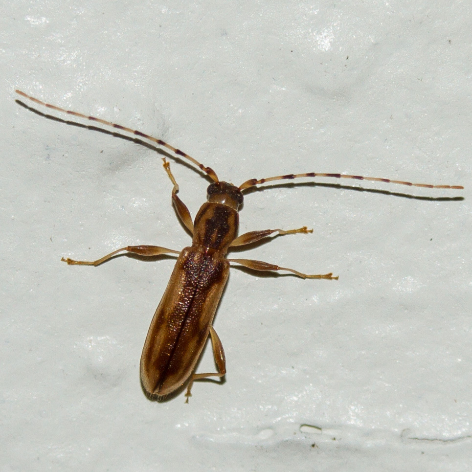 Curius dentatus in July 2024 by Stella Tea · iNaturalist