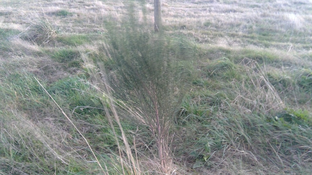 Scotch Broom from Balcairn, New Zealand on May 29, 2019 at 05:13 PM by ...