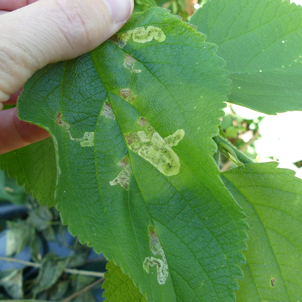 Agromyza in July 2024 by molanic. leaf mines on hackberry · iNaturalist