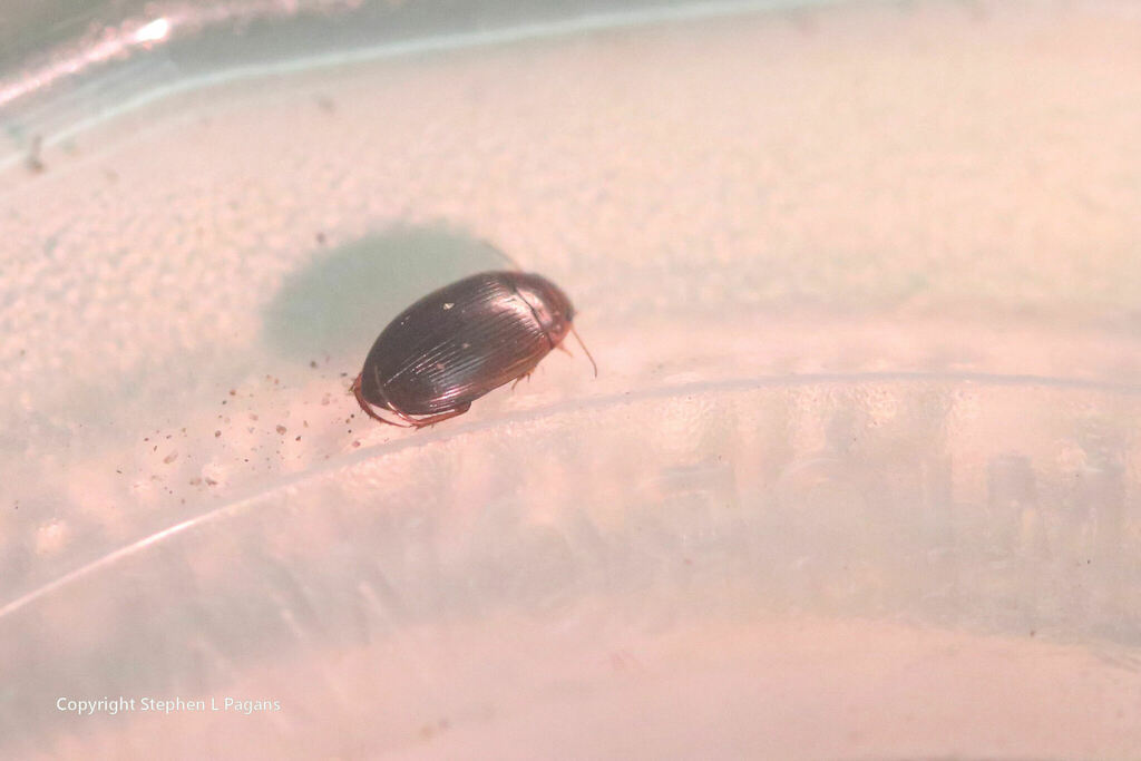 Copelatus glyphicus from Claiborne, LA 71291, USA on July 3, 2024 at 12 ...