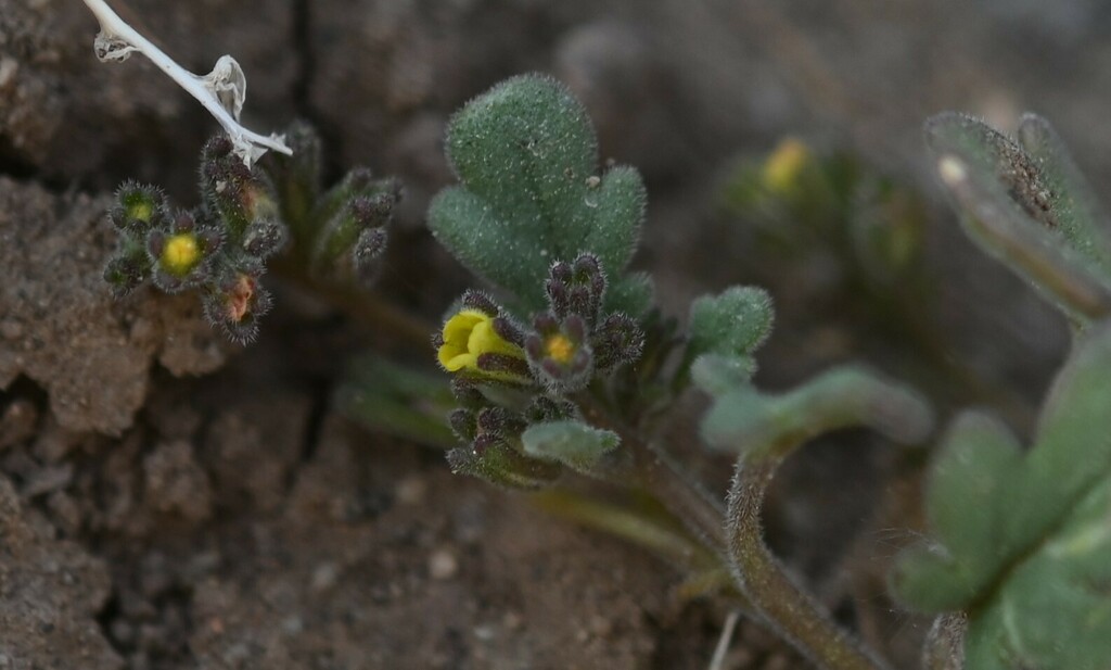 Mono County Phacelia in June 2024 by William Hoyer · iNaturalist