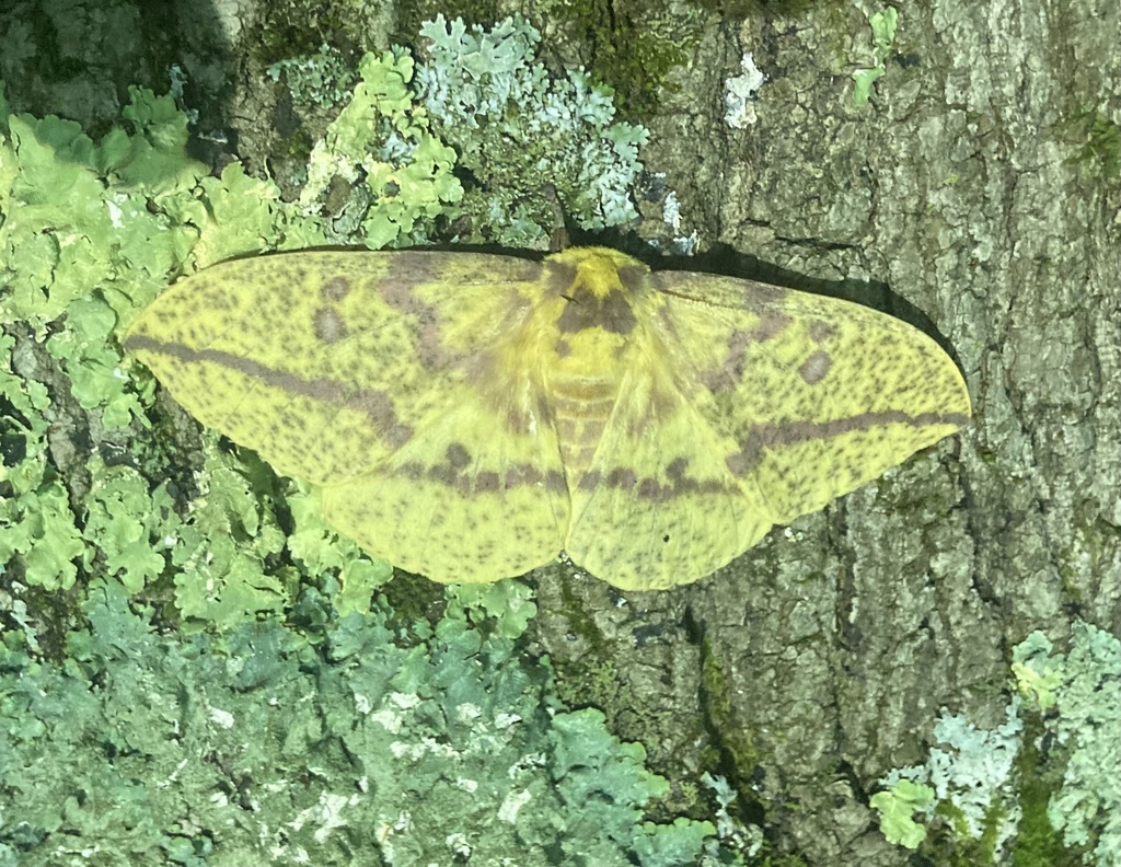 Canadian Imperial Moth from Gatineau Park, Pontiac, QC, CA on July 4 ...
