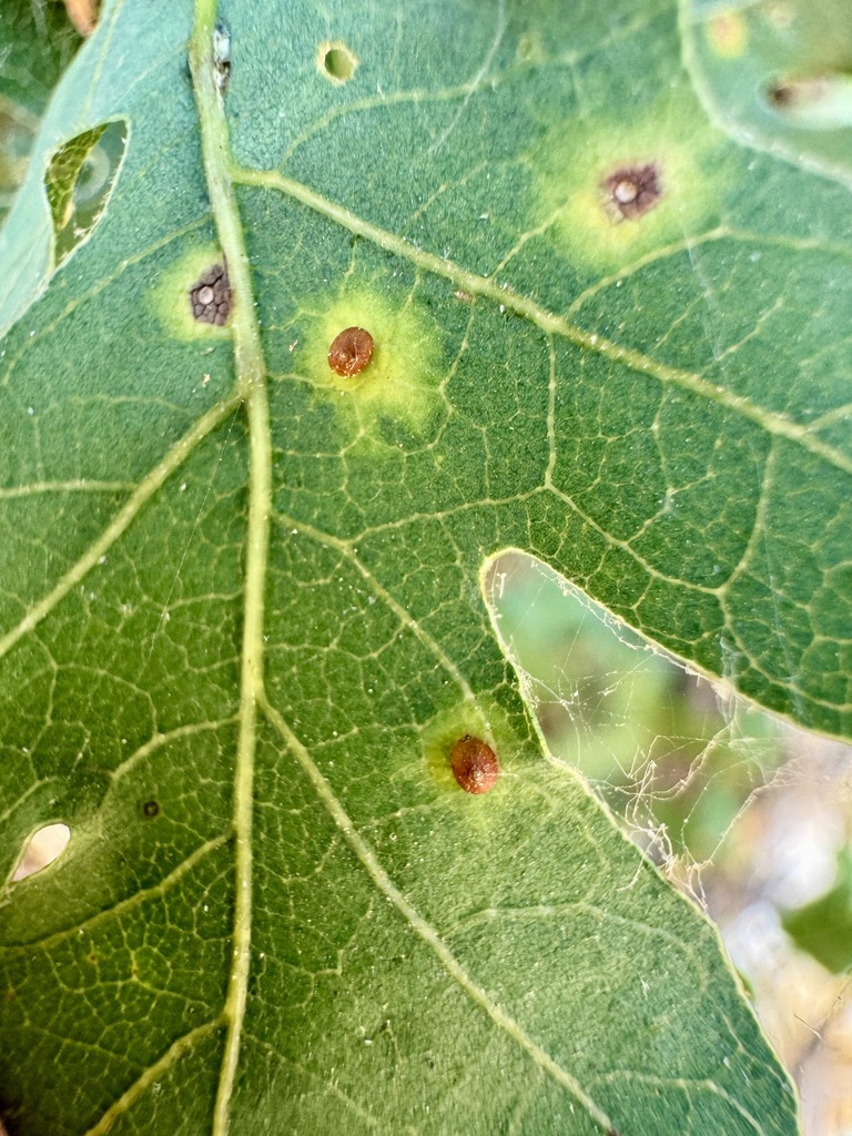 Jumping Gall Wasp from Delta, Walnut Grove, CA, US on July 4, 2024 at ...