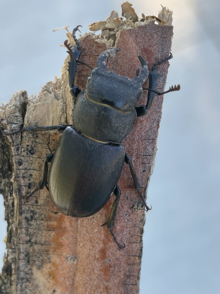 Cottonwood Stag Beetle from Rotary Park, American Fork, UT, US on July ...
