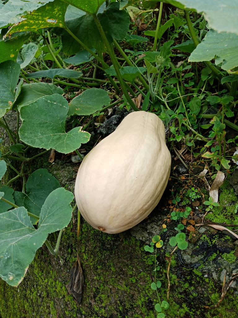 Butternut Squash from 116台灣台北市文山區木柵 on May 29, 2019 at 09:58 AM by Hua ...