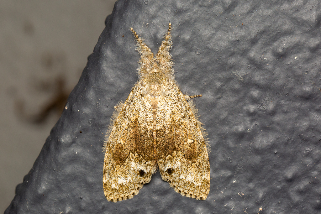 Calliteara mundi from MCM Nature Discovery Villa (Stephen's Place ...
