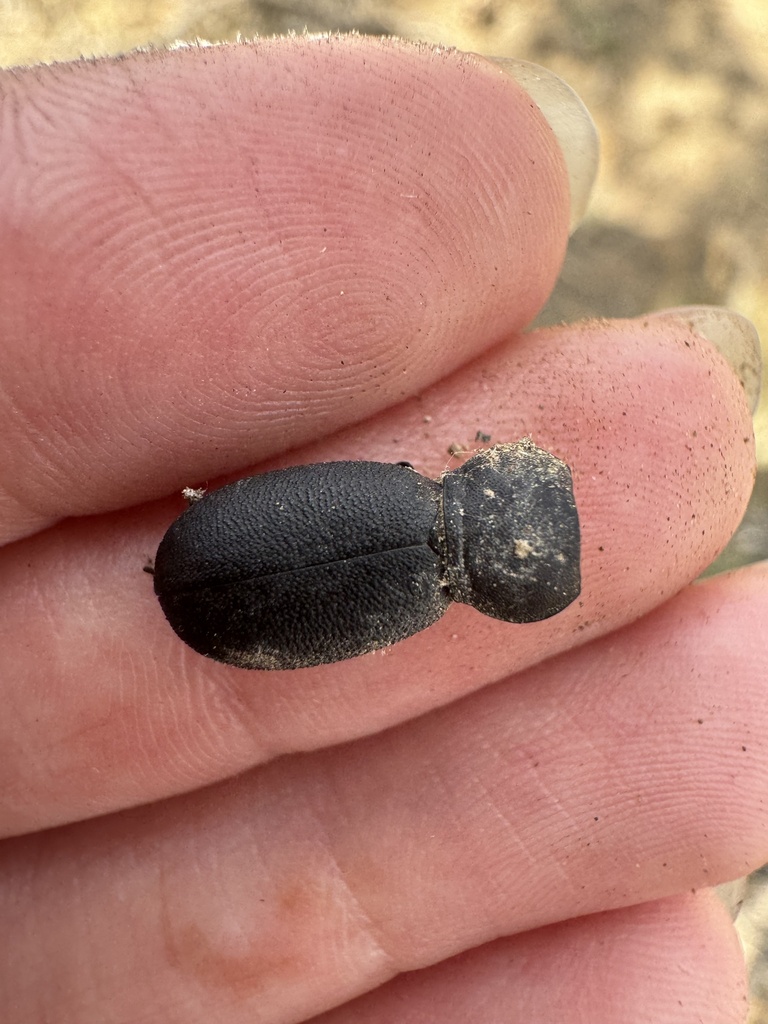 Eleodes tenebrosa from Inyo National Forest, Big Pine, CA, US on July 4 ...