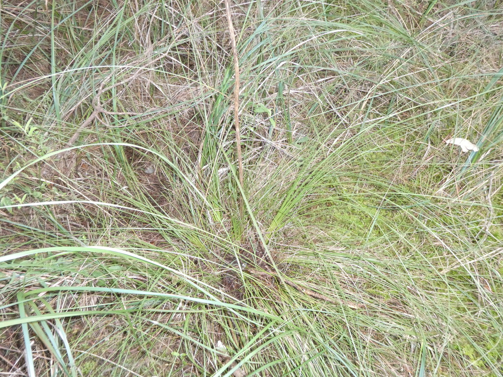 small grass-tree from Melbourne VIC, Australia on July 5, 2024 at 10:06 ...