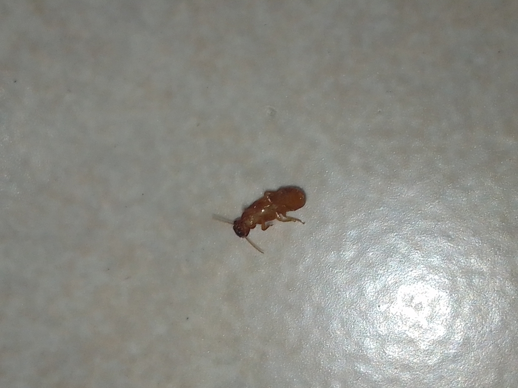 Winged and Once-winged Insects from Cuaxoxoca on July 3, 2024 at 05:58 ...