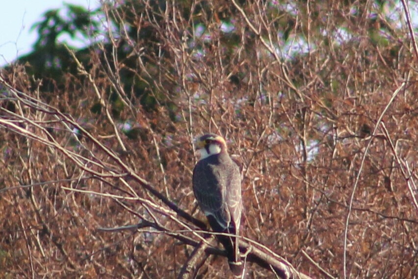 Aplomado Falcon from Saladillo, 010119 Concepción, Paraguay on July 1 ...