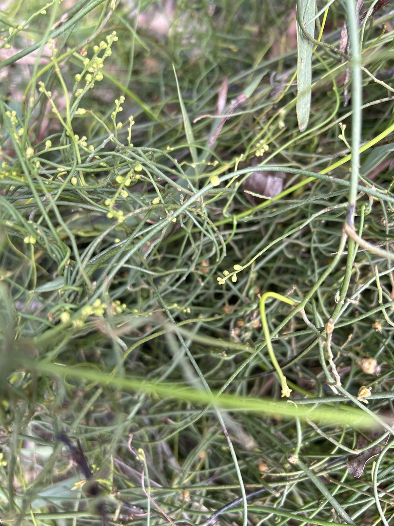 Dodder Laurels from Coomba Park, NSW, AU on July 5, 2024 at 12:33 PM by ...