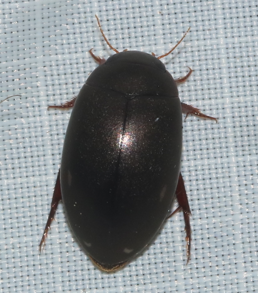 Ilybius from Estrie, QC, Canada on June 26, 2024 at 10:03 PM by apdp · iNaturalist