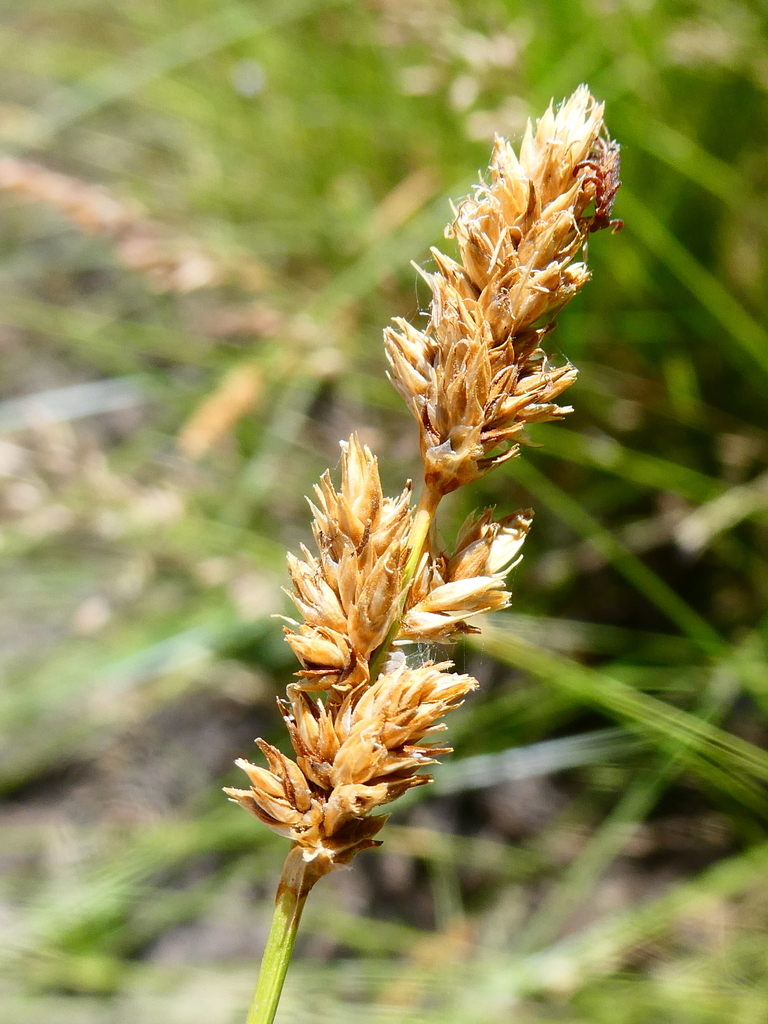 field sedge from Siskiyou County, CA, USA on July 2, 2024 at 01:09 PM ...