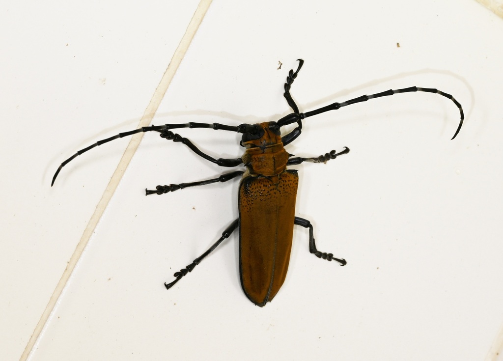 Apriona rugicollis in July 2024 by sk2 · iNaturalist