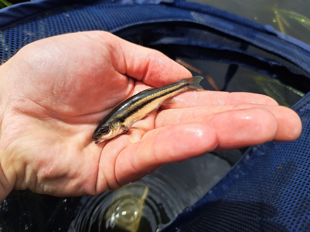Finescale Dace in July 2024 by Conner Grant · iNaturalist