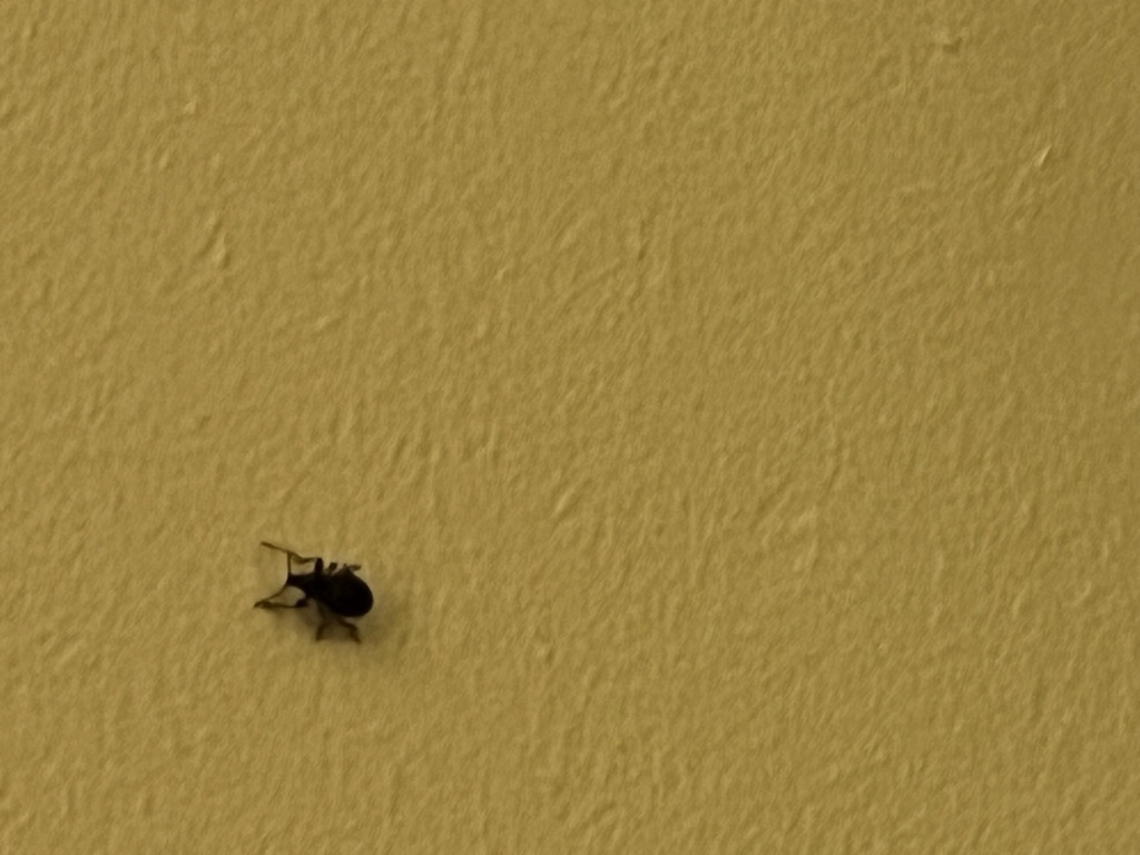 Rough strawberry root weevil from Leonard St NW, Grand Rapids, MI, US ...