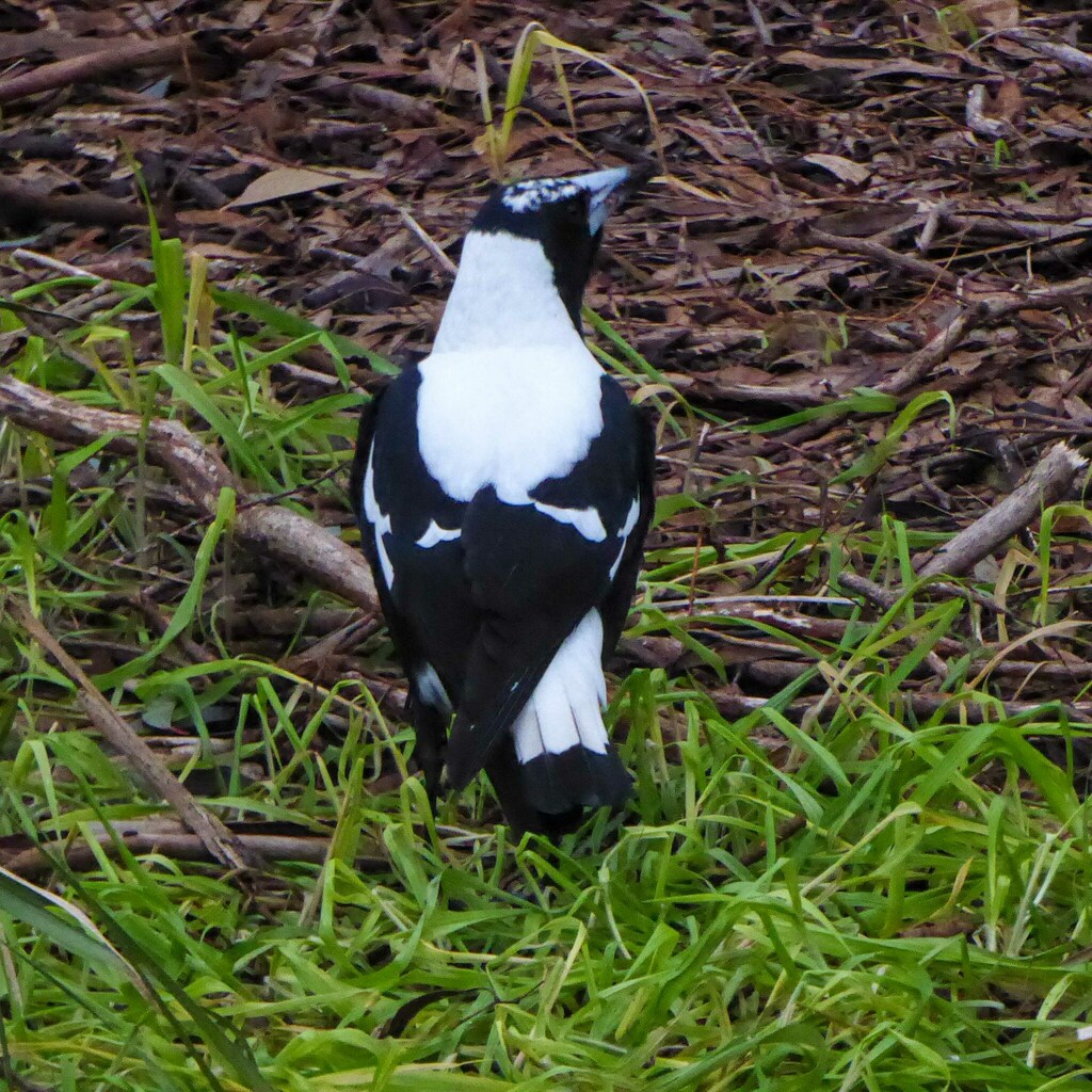 Southeastern White-backed Magpie from Melbourne VIC, Australia on July ...