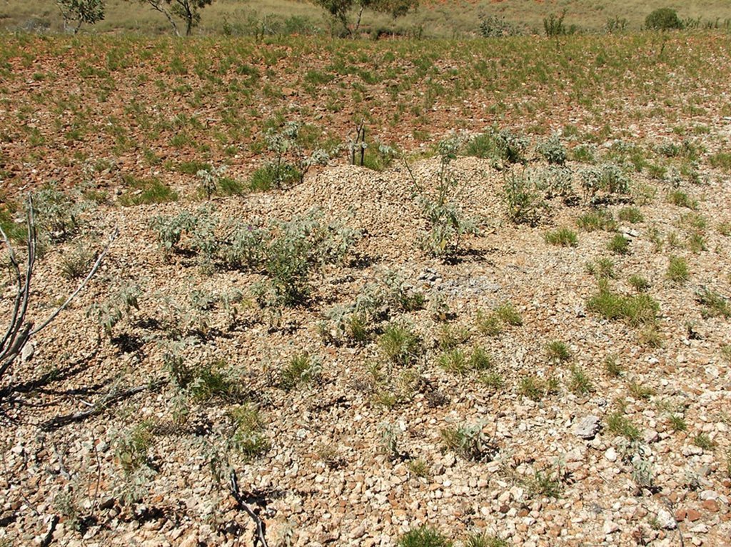 Pilbara Pebble Mouse (Pseudomys chapmani) - Know Your Mammals