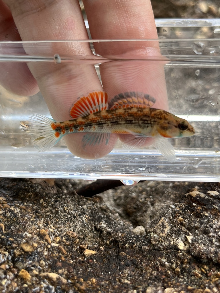 Orangethroat Darter from Mark Twain National Forest, Steelville, MO, US ...