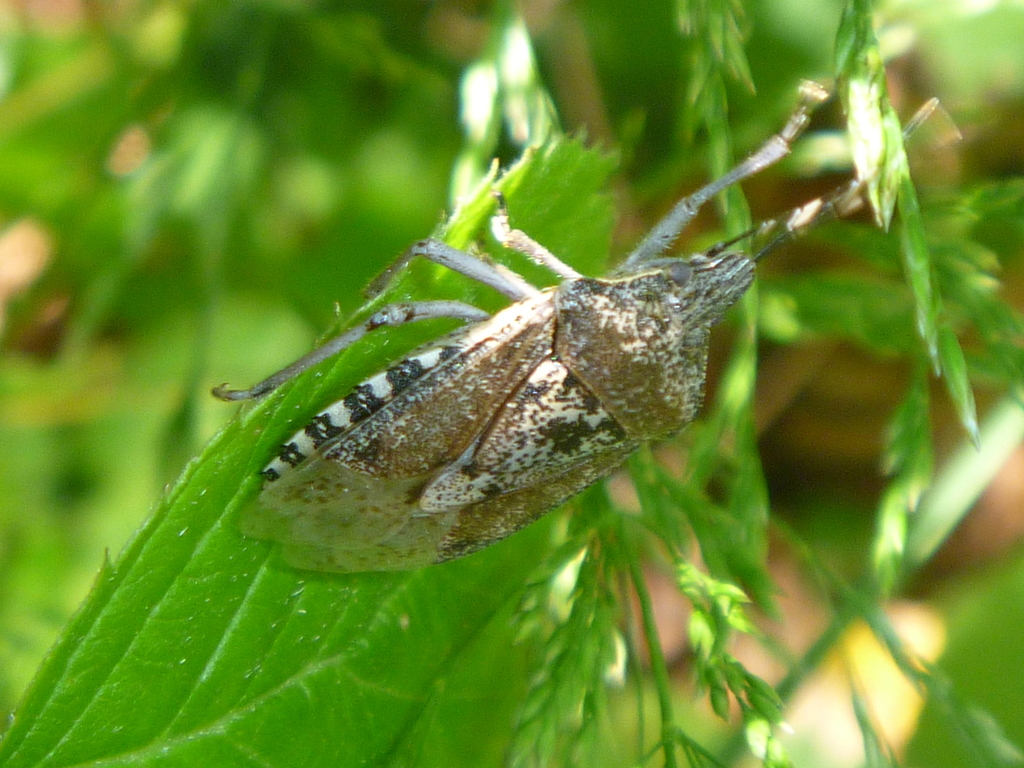 Mottled Stink Bug from Harburg, Hamburg, Deutschland on May 29, 2019 at ...