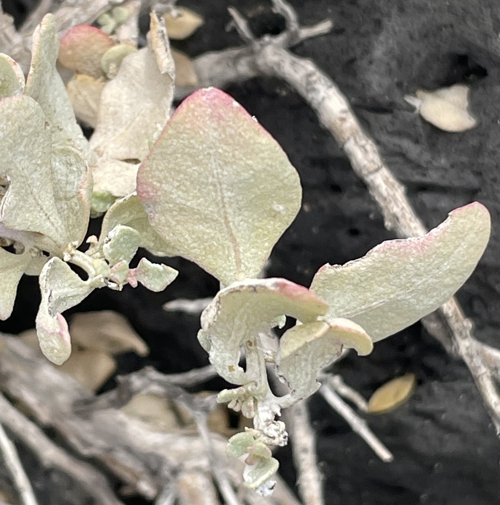 Sonoran saltbush from Bahía de Loreto National Park, Loreto, B.C.S., MX ...