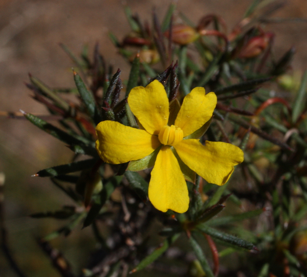 Hibbertia callida from Westwood WA 6316, Australia on October 8, 2014 ...
