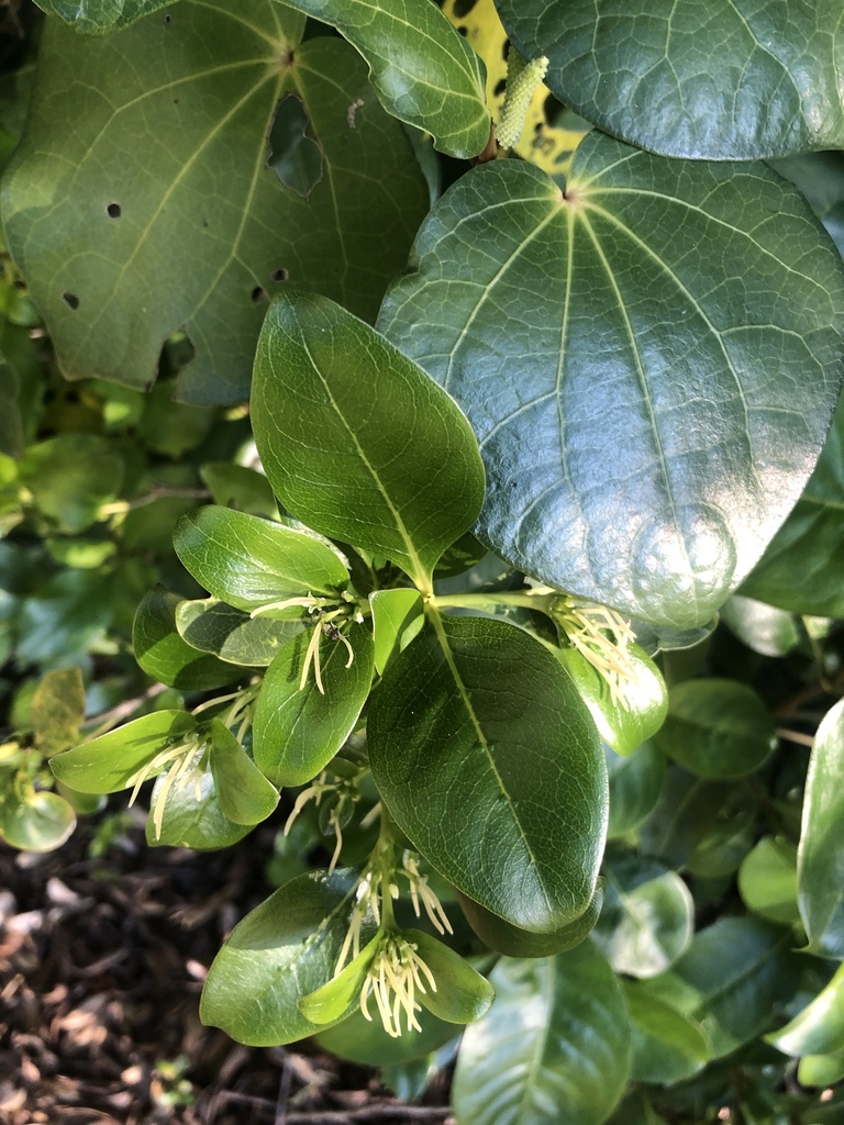 Coprosma macrocarpa from North Island / Te Ika-a-Māui, Auckland ...