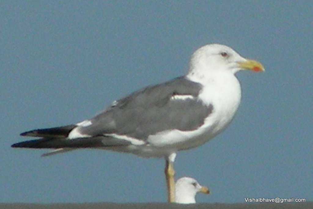 Heuglin's Gull from Pirotan, Gujarat on November 30, 2007 at 10:11 AM ...