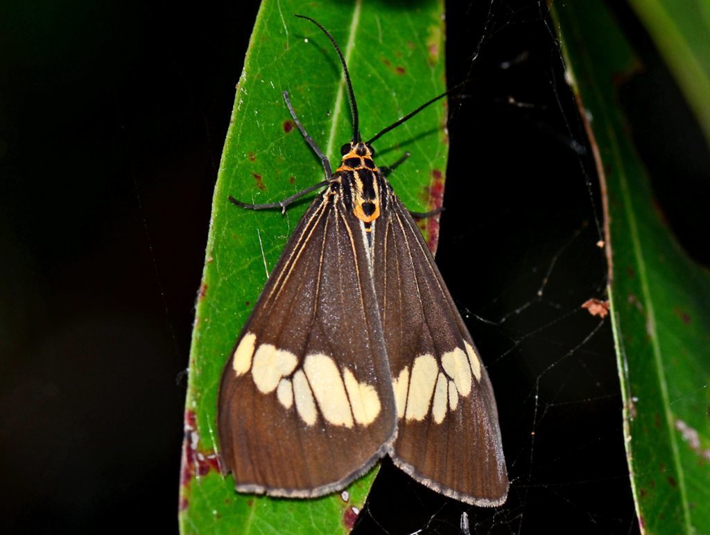 六斑蝶灯蛾Asian Magpie Moth (西双版纳的蛾子) · iNaturalist 六斑蝶灯蛾Asian Magpie Moth (西双版纳的蛾子) · iNaturalist
