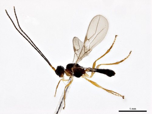 Asobara persimilis · iNaturalist Ecuador