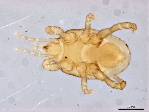 House fly mite (Macrocheles muscaedomesticae)