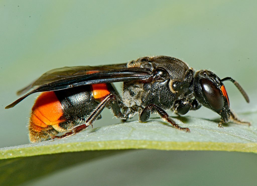 Common Wasp-mimic Bee from 115 Cranbourne - Frankston Road, Langwarrin ...