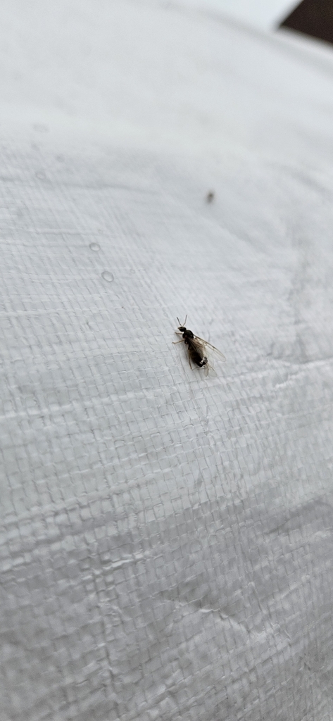 Woodland Fuzzy Ant in July 2024 by Chris S. · iNaturalist