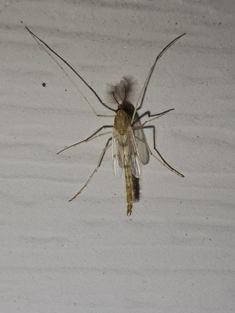 Non-biting Midges from Blythewood, SC, USA on July 4, 2024 at 11:55 PM ...