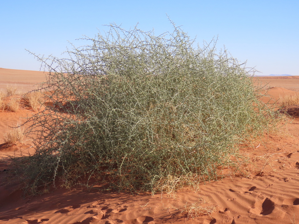 !Nara Melon (Acanthosicyos horridus) - Botanical Realm