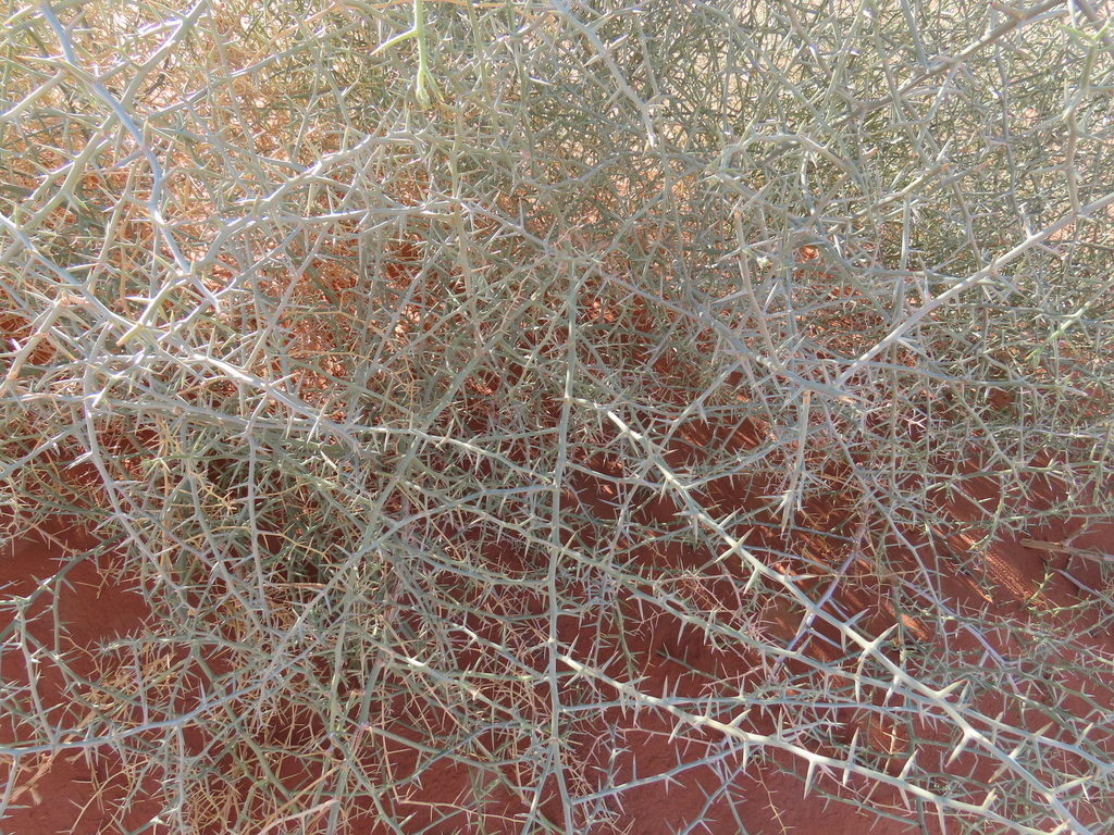 !Nara Melon (Acanthosicyos horridus) - Botanical Realm