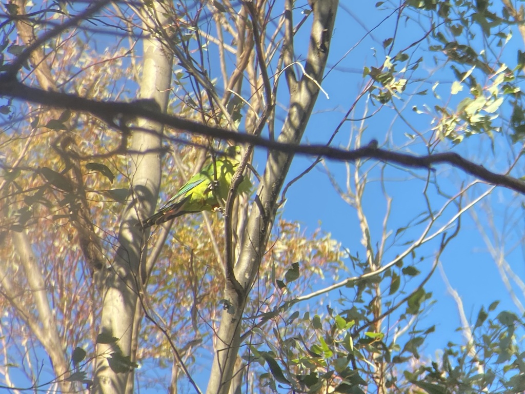 Superb Parrot in July 2024 by Torfinn Radcliffe. Male and female superb ...