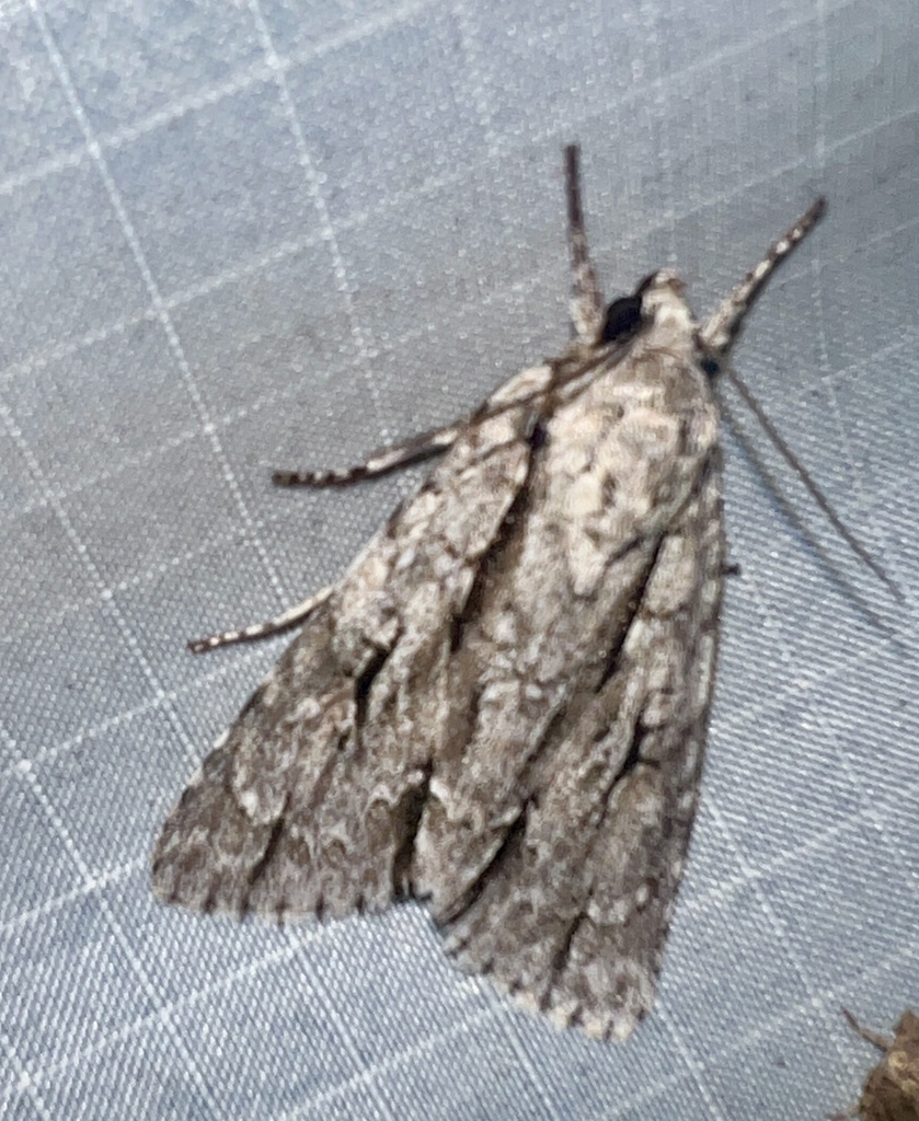 Dagger Moths from Gatineau Park, Pontiac, QC, CA on July 5, 2024 at 12: ...