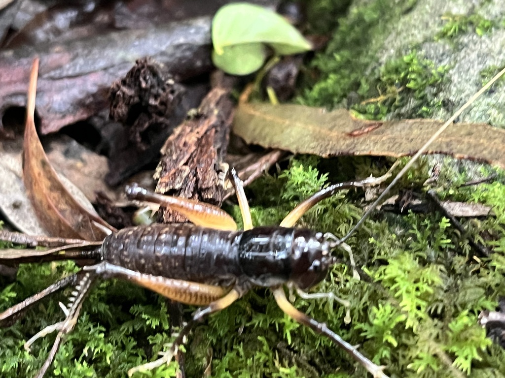 King Crickets from Harry Graham Drive, Mount Keira, NSW, AU on July 5 ...