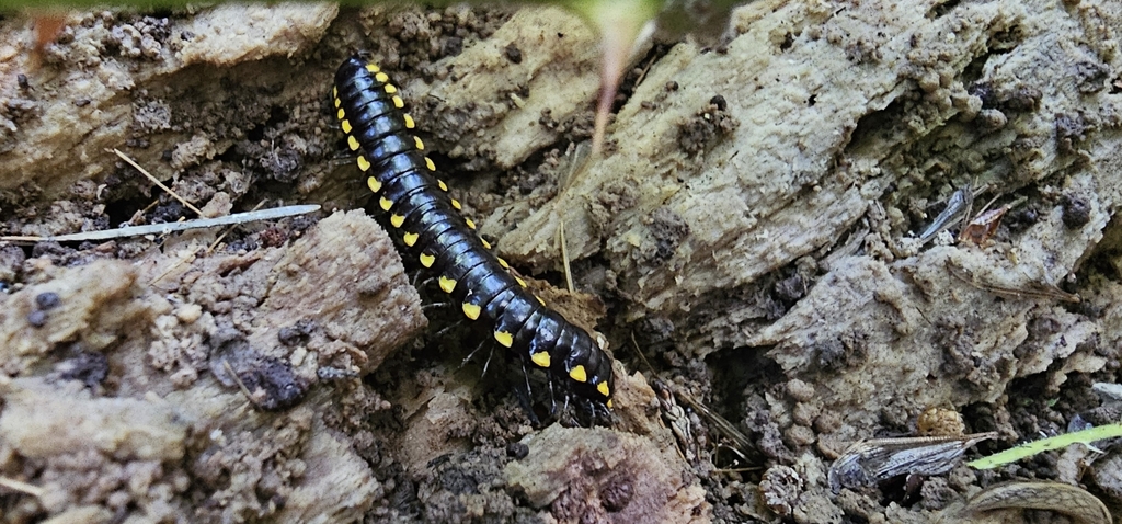 Yellow-spotted Millipede from Cohasset, CA 95973, USA on July 4, 2024 ...