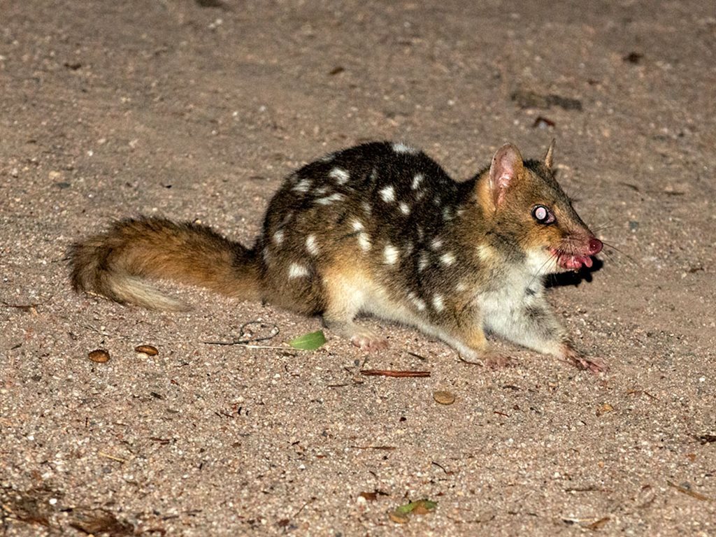 Eastern Quoll (Dasyurus viverrinus) - Know Your Mammals