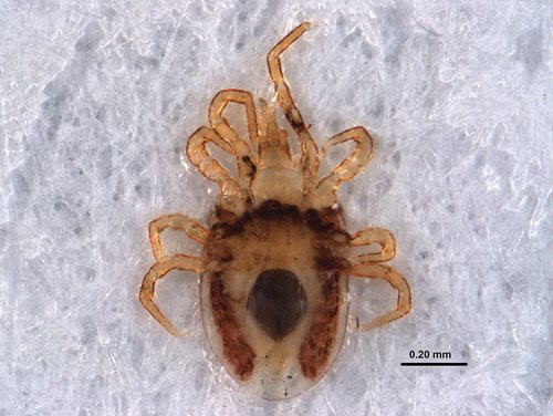 Čmelíkovití (Dermanyssidae)