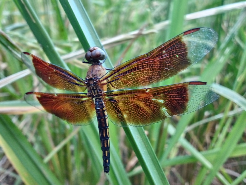 Red Percher in June 2019 by Aycardo, A. B.. Dragonfly · iNaturalist