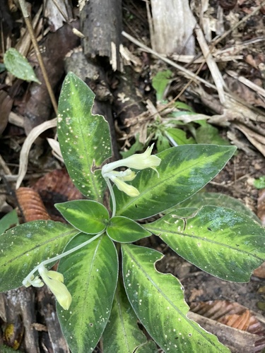 Codonoboea fraserensis · iNaturalist