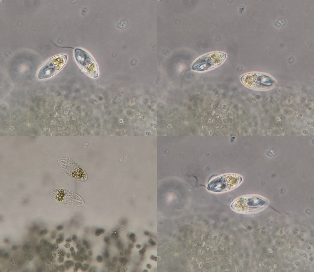 euglenoids from Brisbane QLD, Australia on July 04, 2024 at 01:43 PM by ...